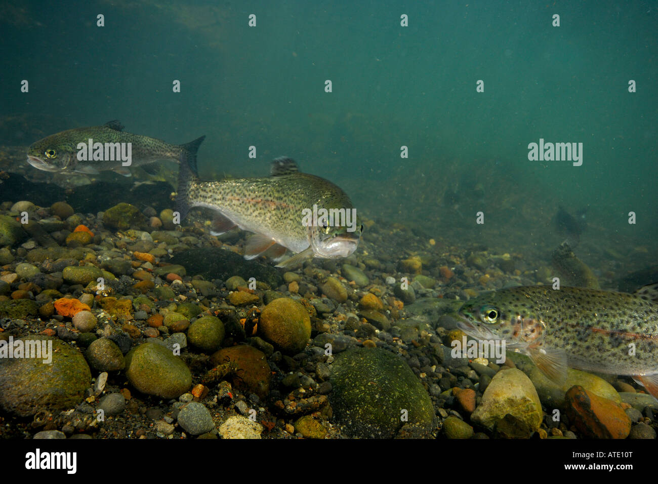 Rainbow trout Oncorhynchus mykiss smolt Rogue River Oregon Stock Photo ...