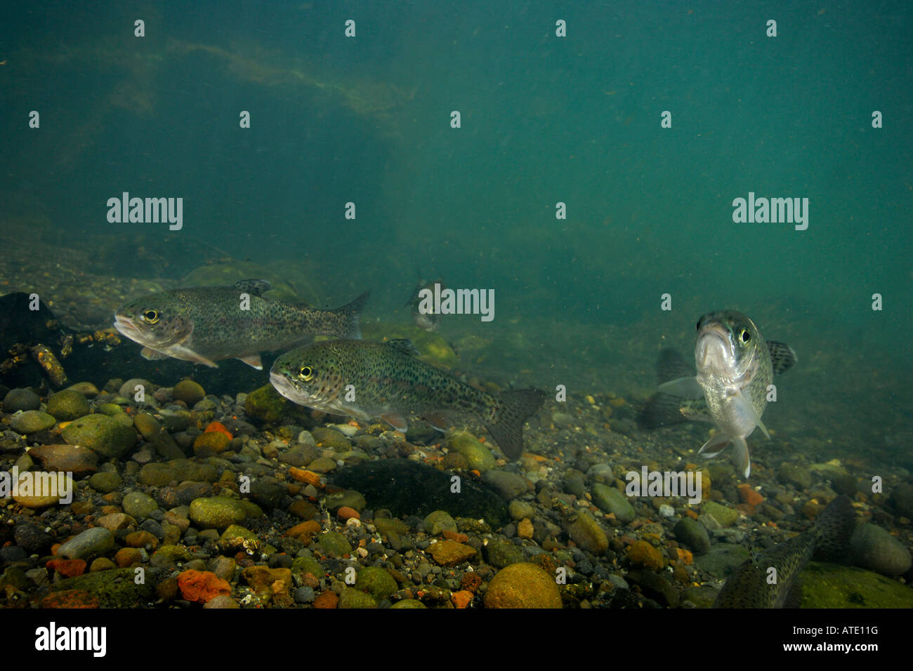 Smolt hi-res stock photography and images - Alamy
