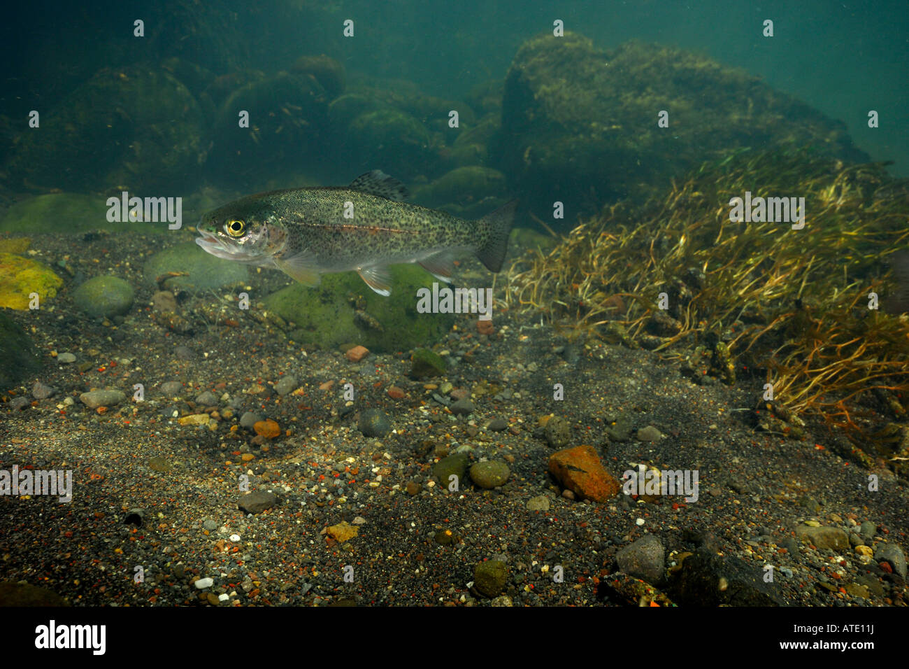 Rainbow trout Oncorhynchus mykiss smolt Rogue River Oregon Stock Photo ...