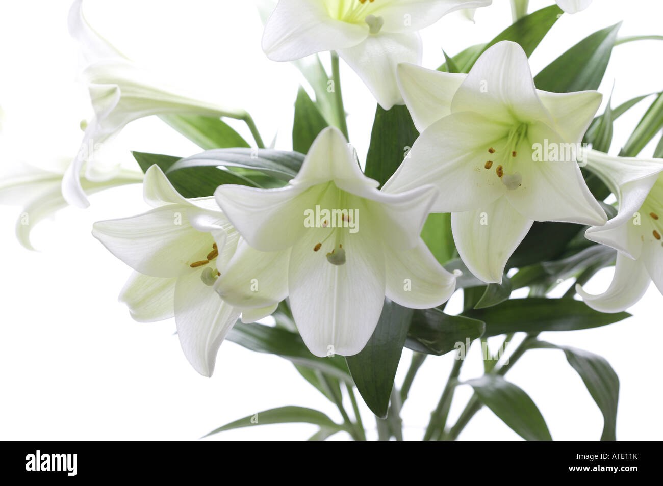 Lillies lilly hi-res stock photography and images - Alamy
