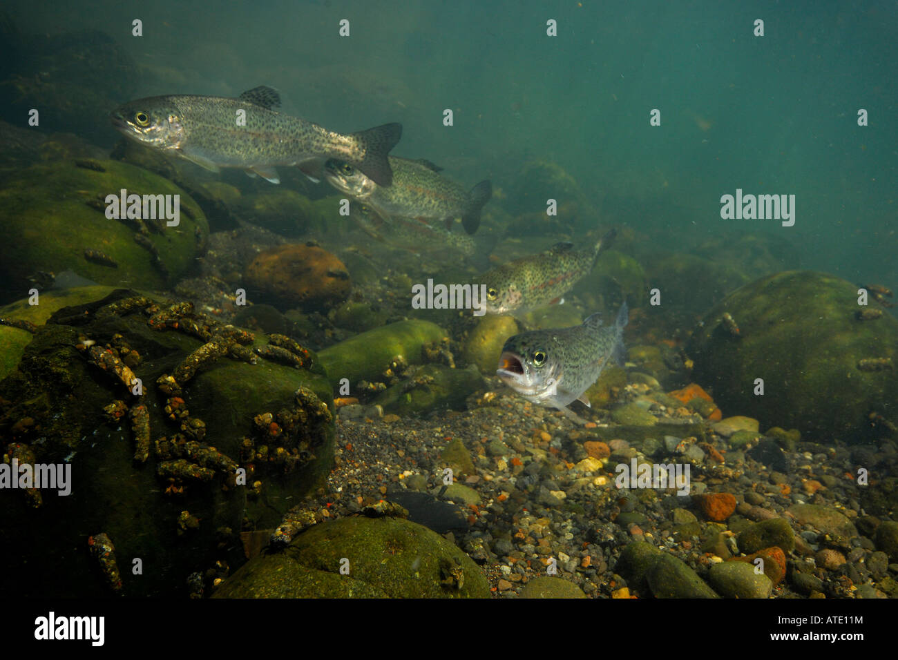 Rainbow trout Oncorhynchus mykiss smolt Rogue River Oregon Stock Photo ...