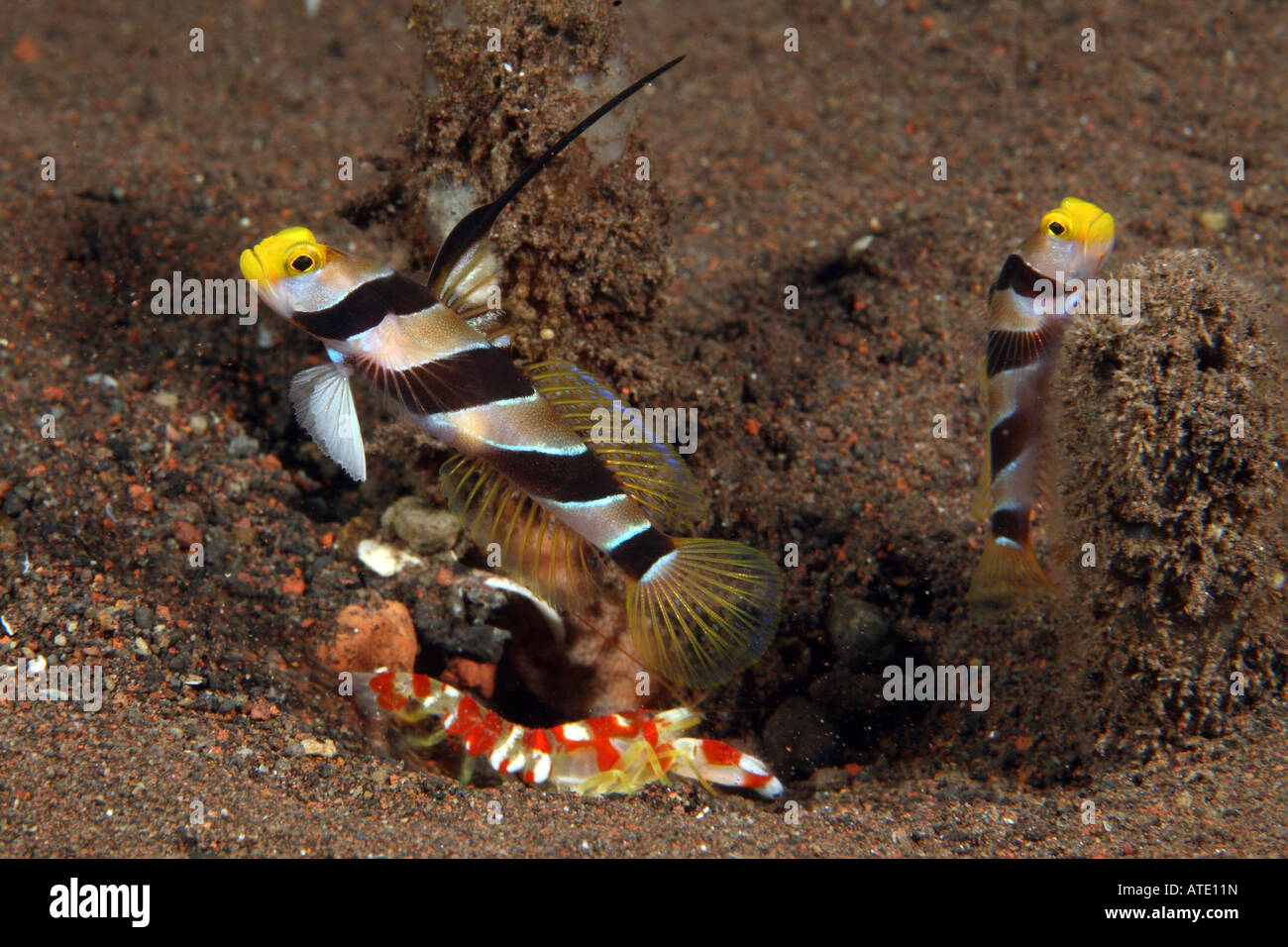 Nematodes hi-res stock photography and images - Alamy