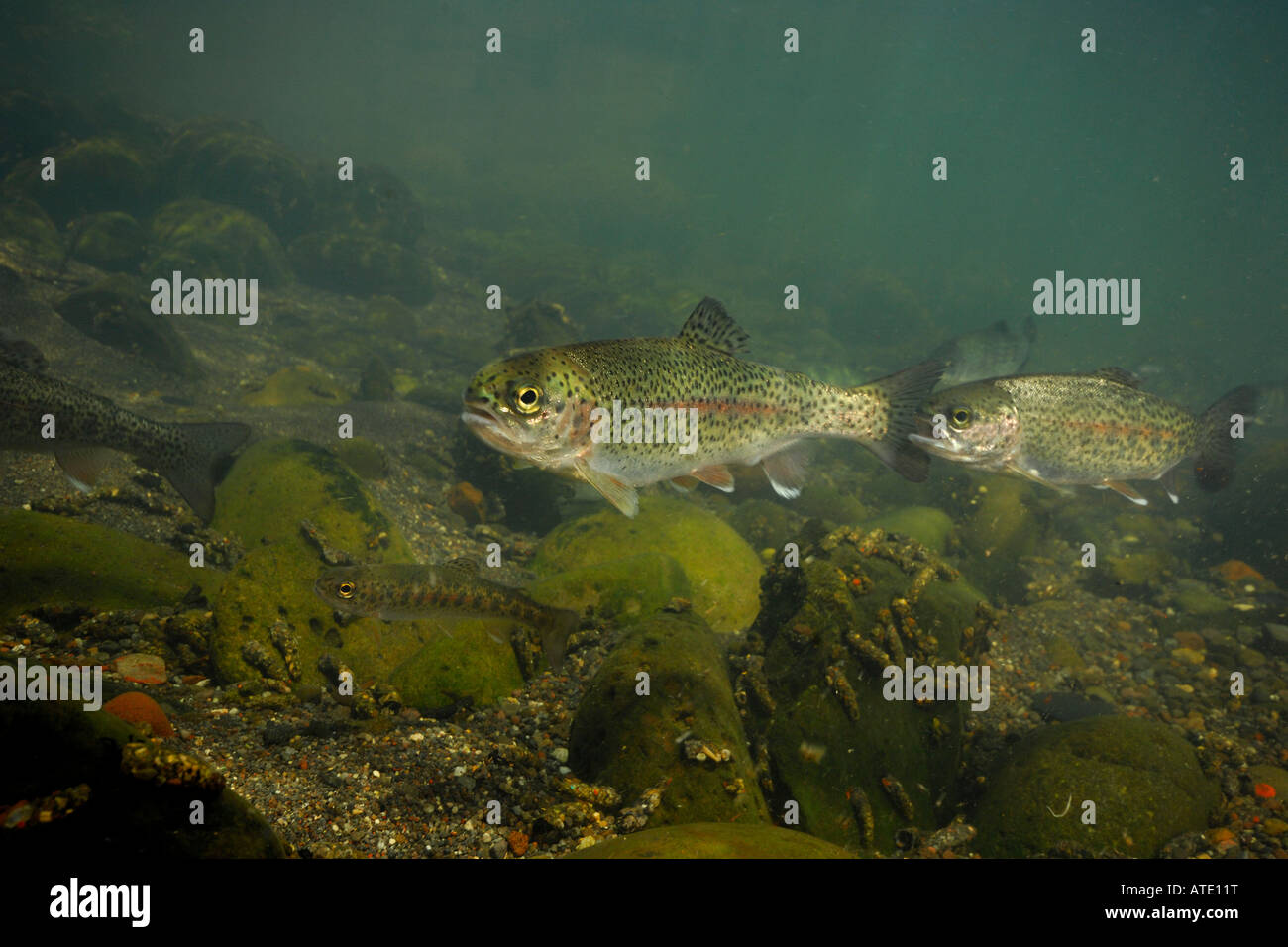 Rainbow trout Oncorhynchus mykiss smolt Rogue River Oregon Stock Photo ...