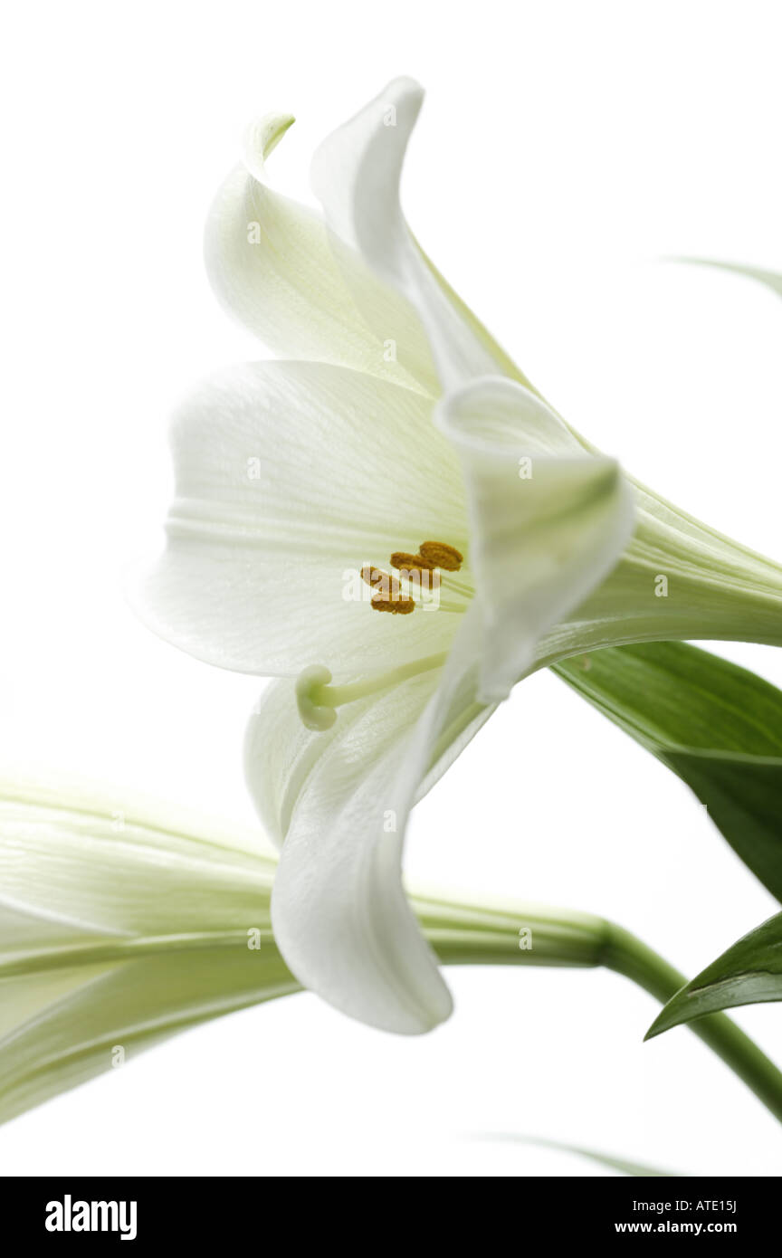 Single Easter White Lilly Flower Head close up against white, Lililum ...