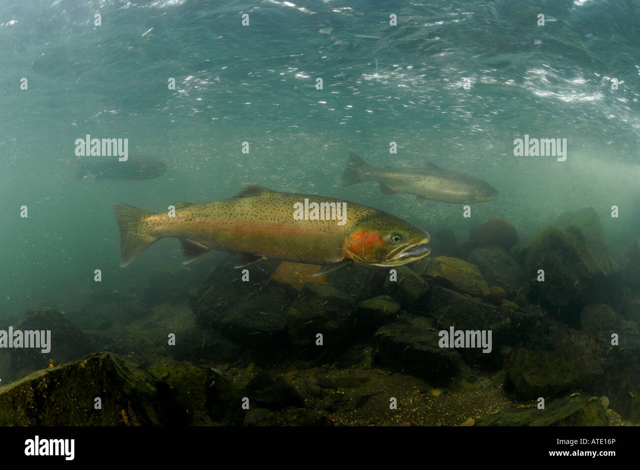 Rainbow trout Oncorhynchus mykiss Rogue River Oregon Stock Photo - Alamy