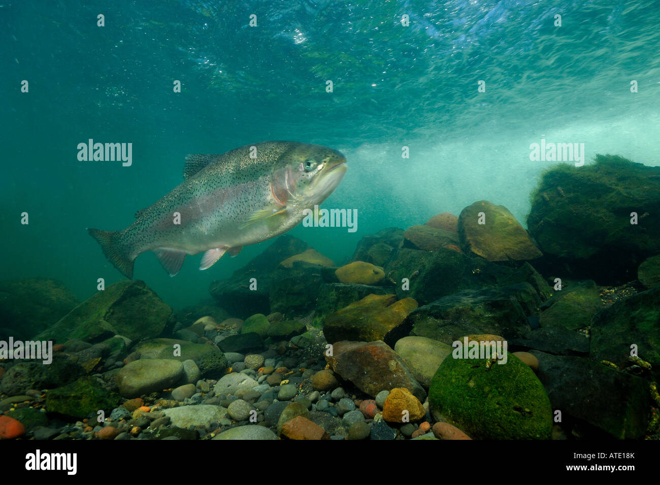 Rainbow trout Oncorhynchus mykiss Rogue River Oregon Stock Photo - Alamy