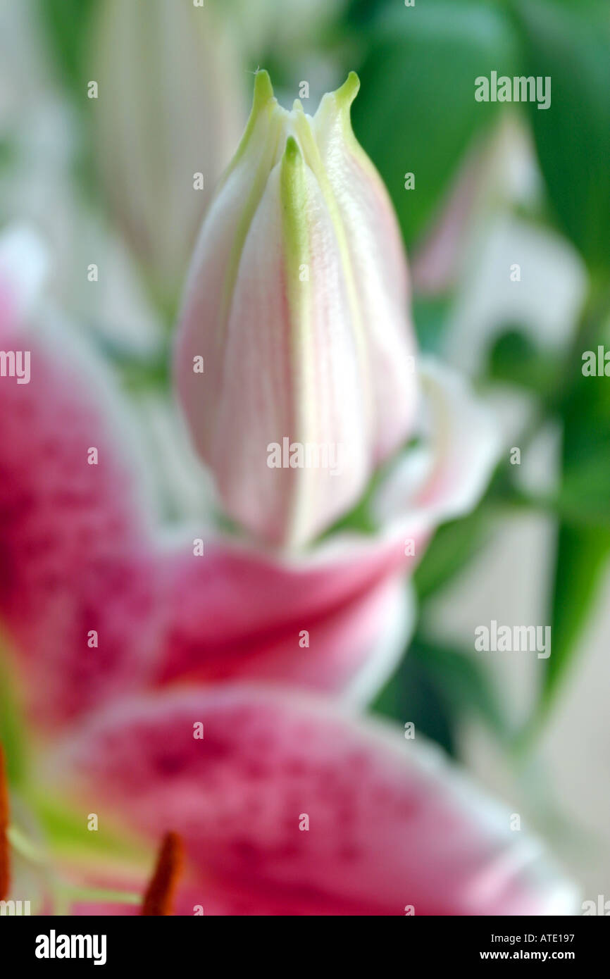 Oriental lilium lilies lily hi-res stock photography and images - Alamy