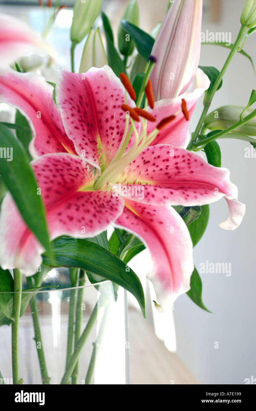 Stargazer lilies hi-res stock photography and images - Alamy