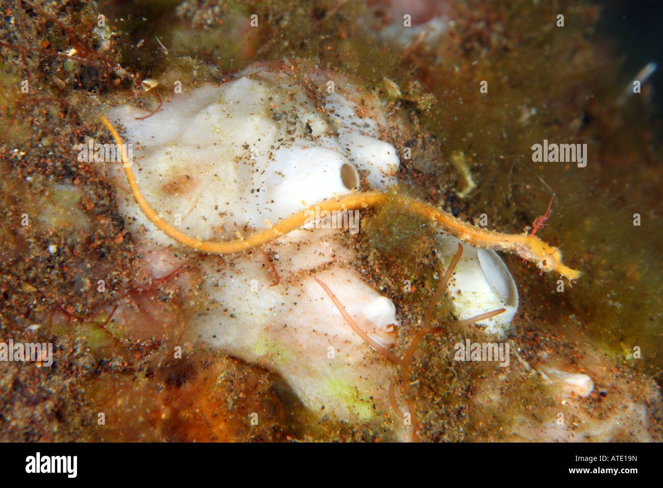 Red pipefish hi-res stock photography and images - Alamy