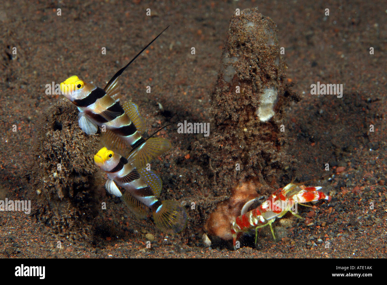Filament finned prawn goby stonogobiops nematodes hi-res stock ...
