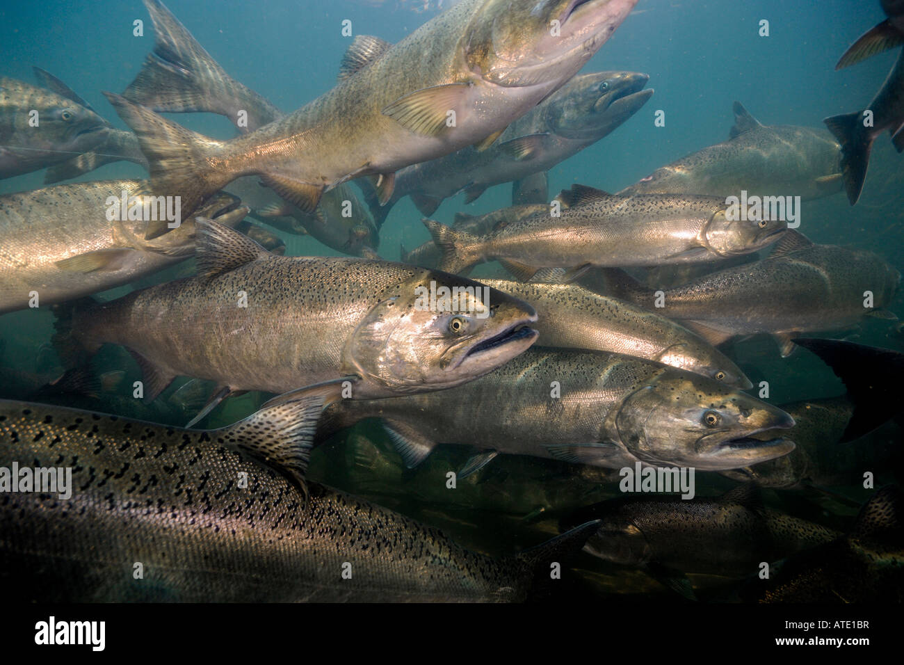 School chinook salmon swimming hi-res stock photography and images - Alamy