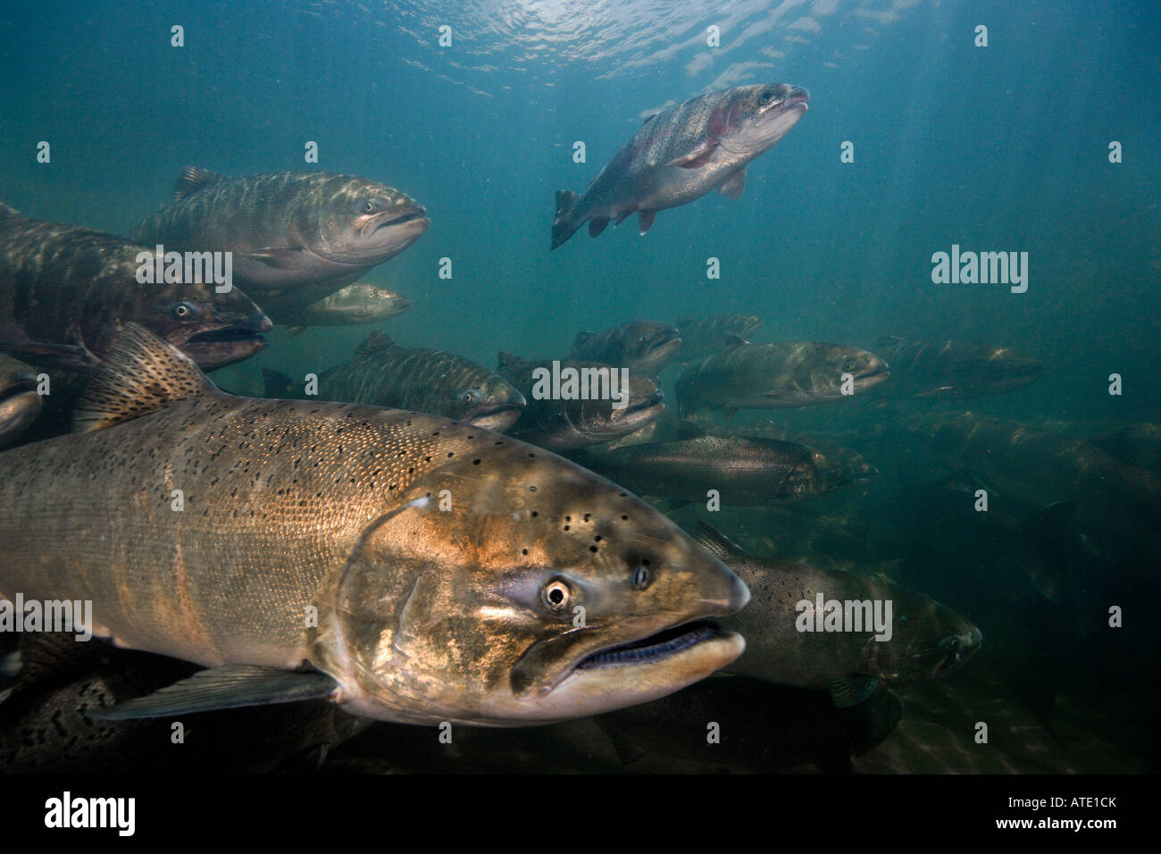 King trout hi-res stock photography and images - Alamy