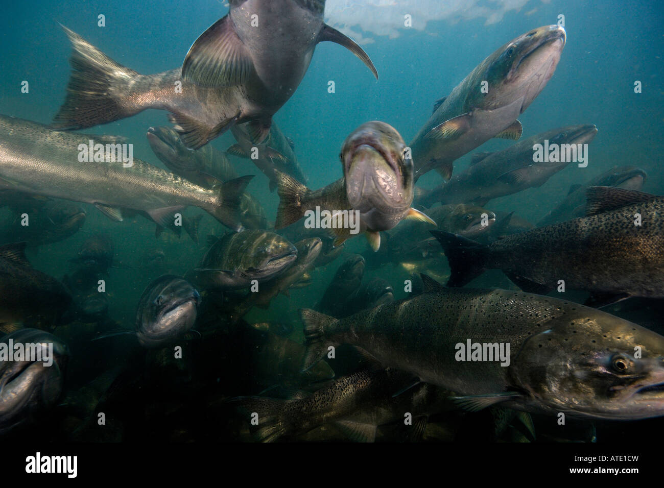 School chinook salmon swimming hi-res stock photography and images - Alamy