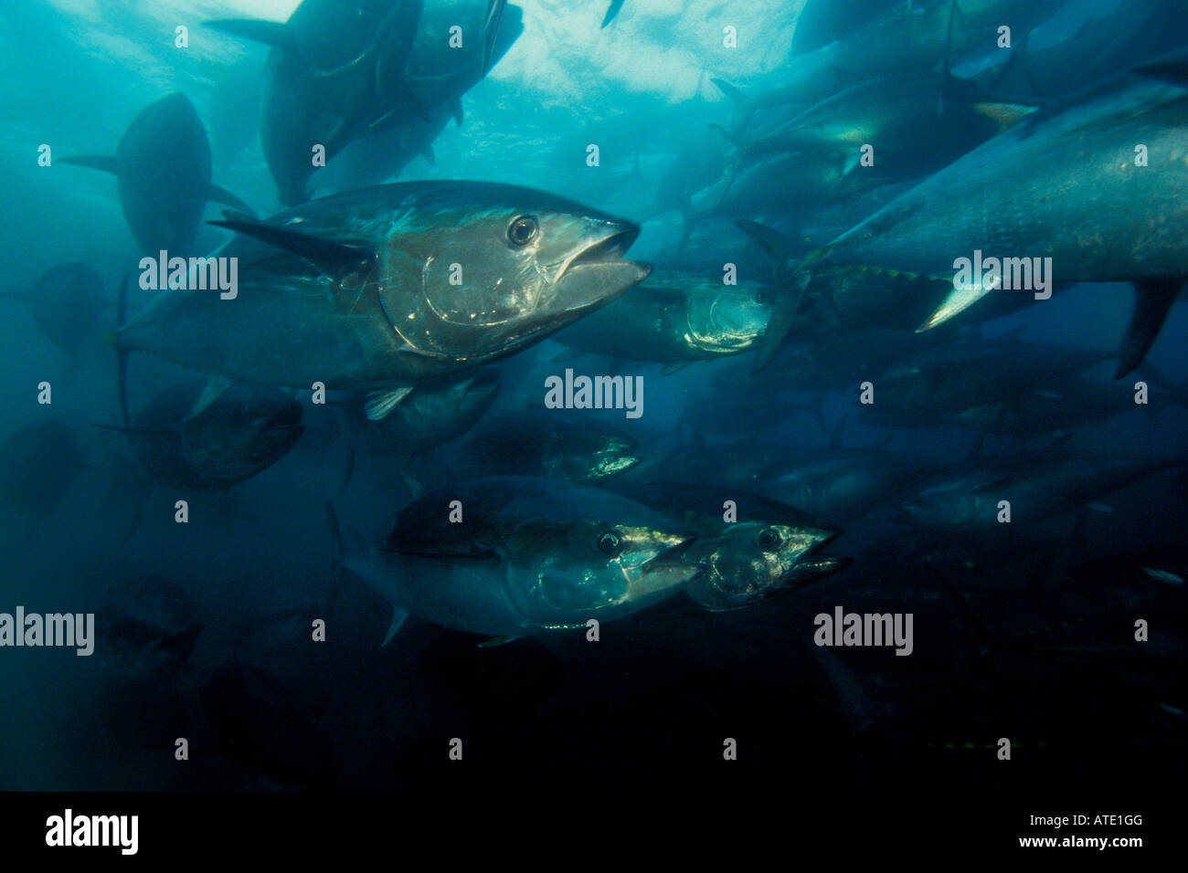 Bluefin Tuna Thunnus thynnus Mexico Pacific Ocean Stock Photo - Alamy