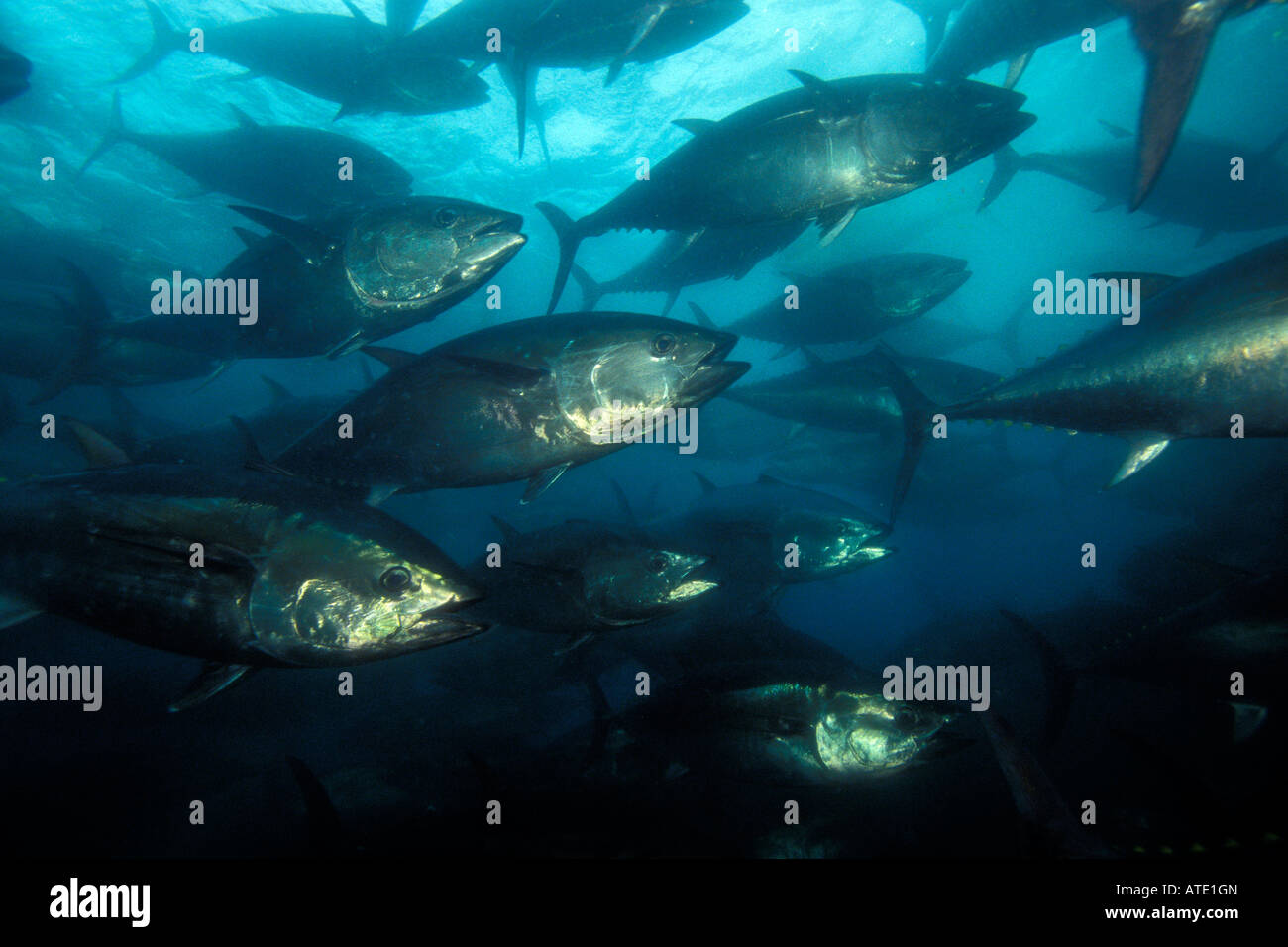 Bluefin Tuna Thunnus thynnus Mexico Pacific Ocean Stock Photo - Alamy