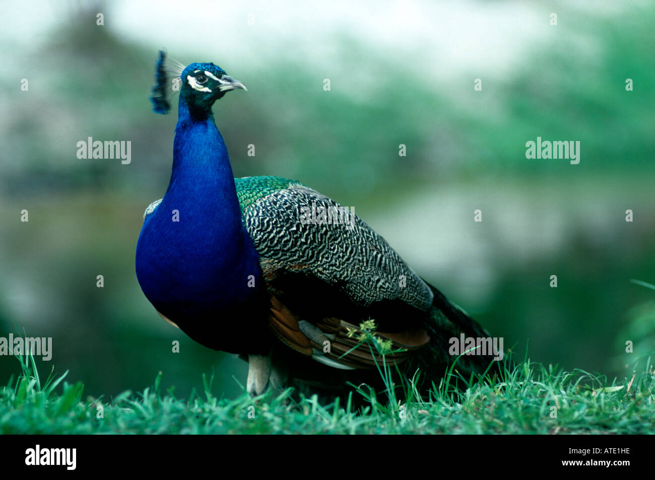 LANDSCAPE OF PEACOCK Stock Photo - Alamy