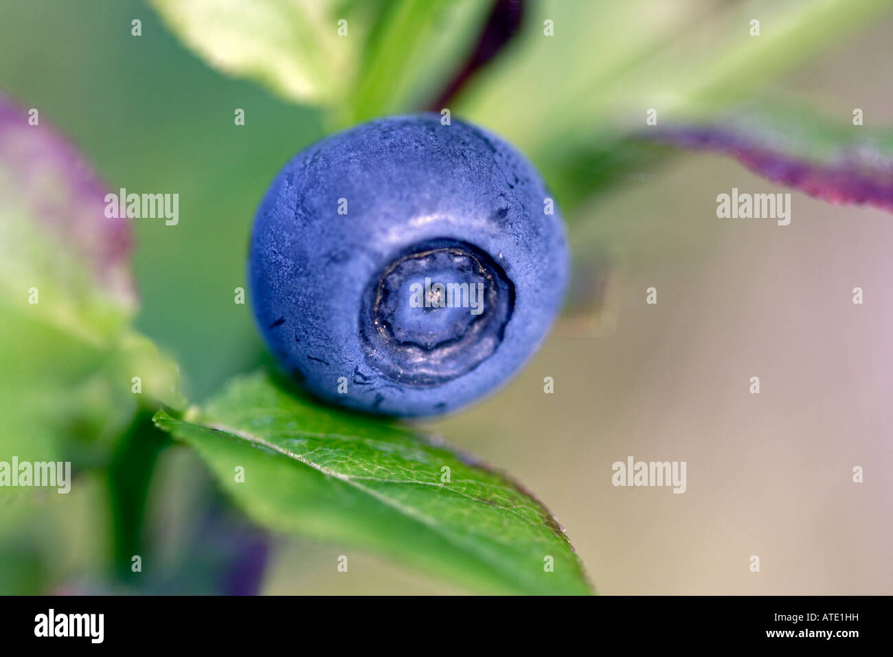 Dry blueberry plants hi-res stock photography and images - Alamy