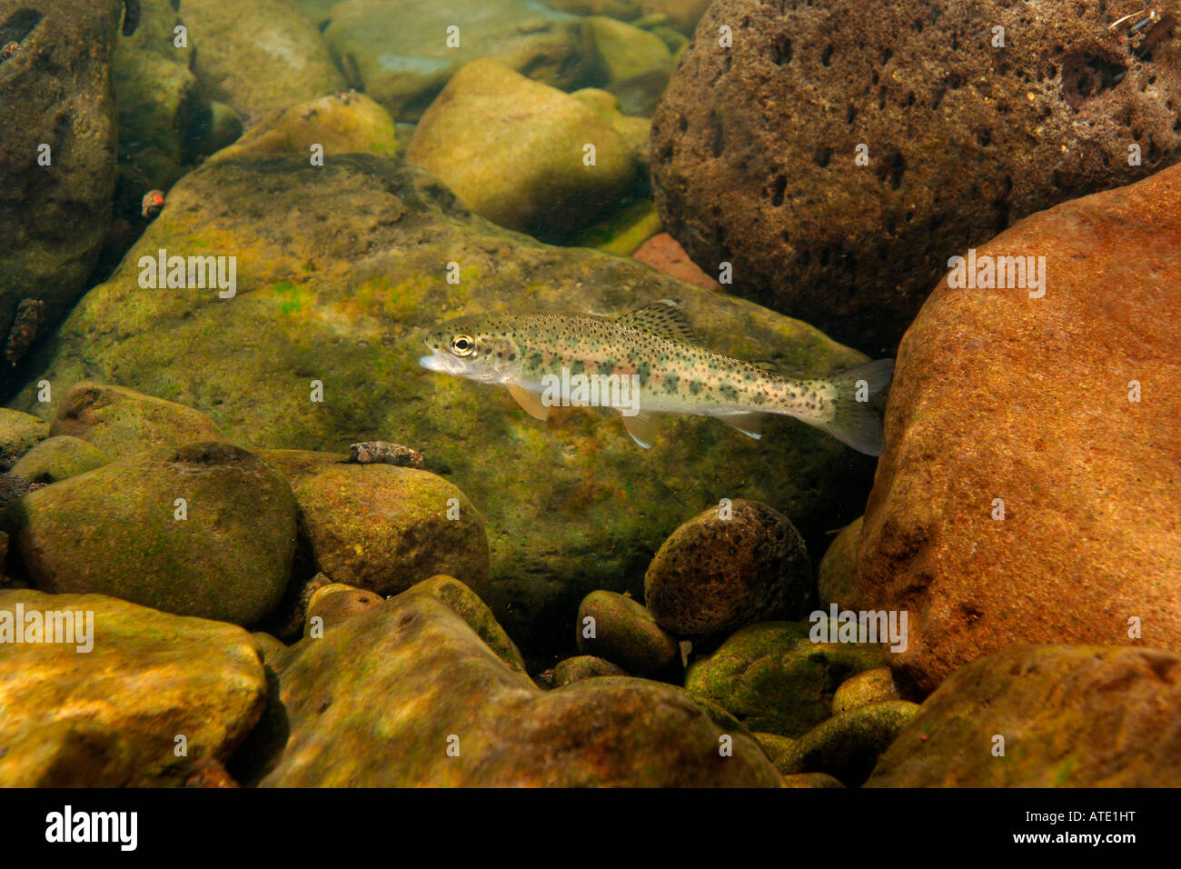 Steelhead Oncorhynchus mykiss parr Little Butte Creek Oregon Stock ...