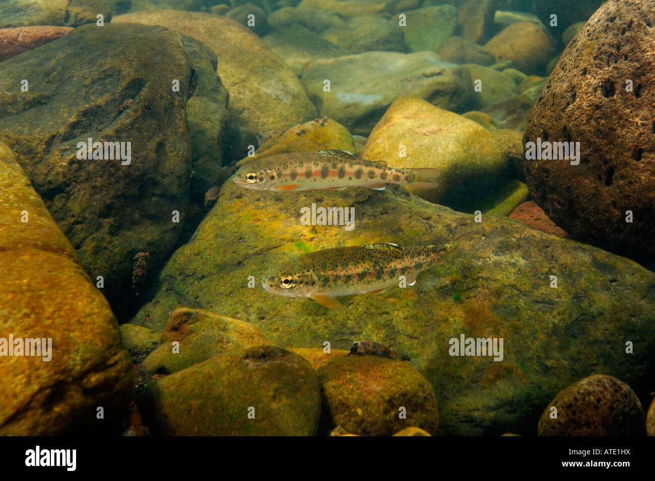 Steelhead Oncorhynchus mykiss parr Little Butte Creek Oregon Stock ...