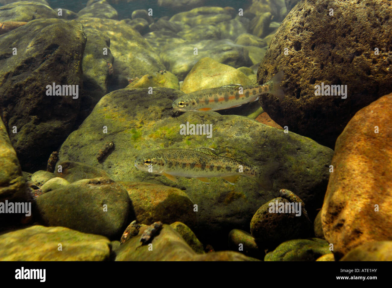 Steelhead Oncorhynchus mykiss parr Little Butte Creek Oregon Stock ...