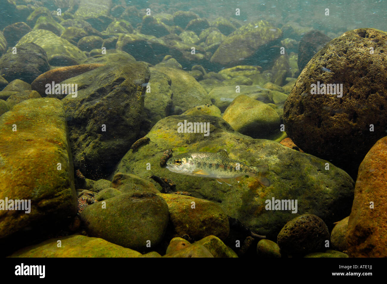 Steelhead Oncorhynchus mykiss parr Little Butte Creek Oregon Stock ...