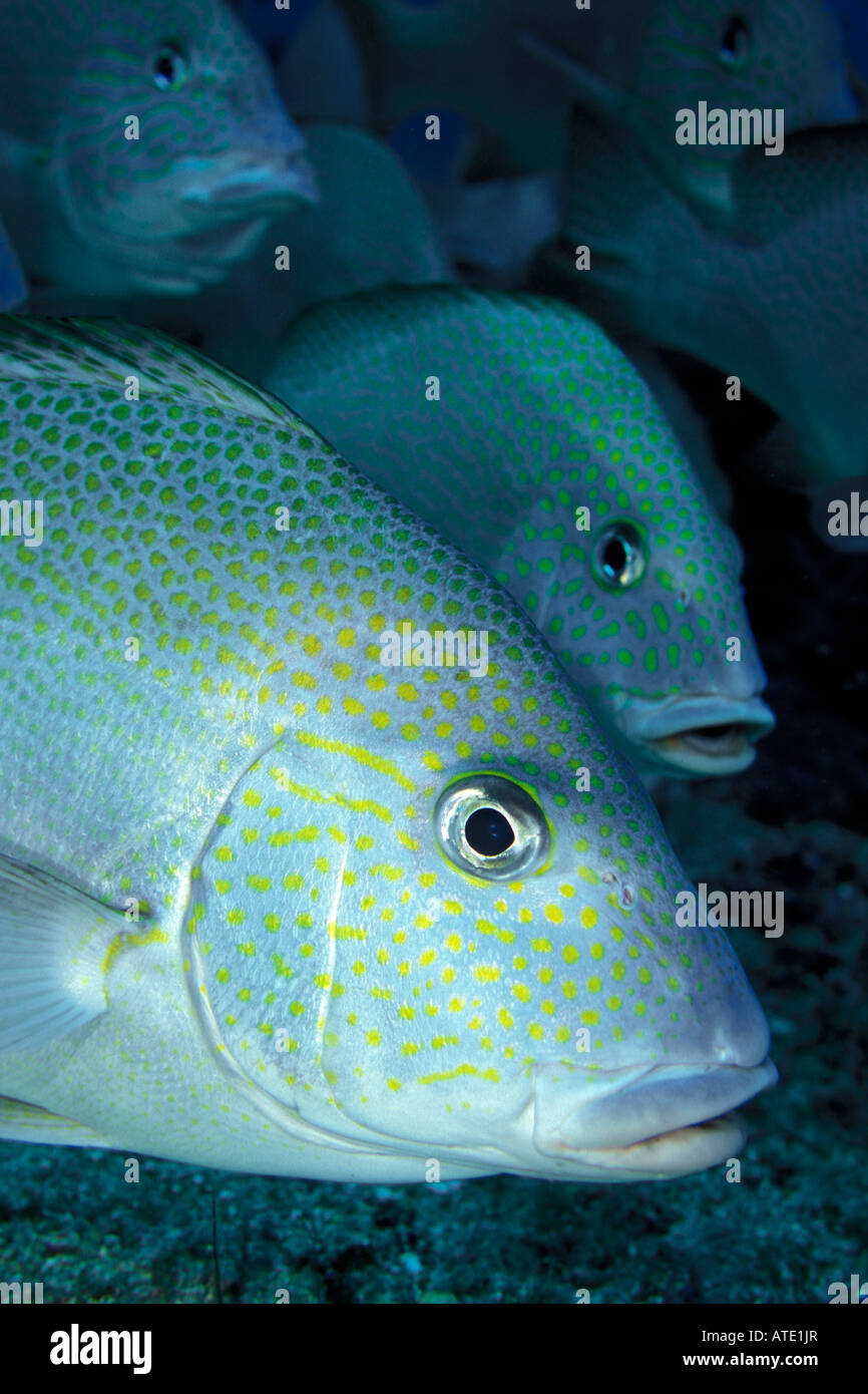 Gold spotted Sweetlips Plectorhinchus flavomaculatus Fiji Pacific Ocean ...