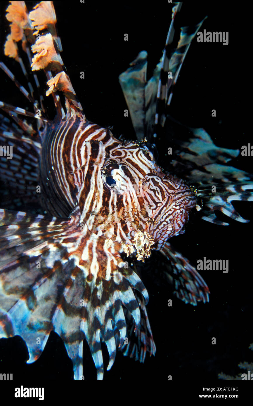 Common lionfish Pterois volitans Fiji Pacific Ocean Stock Photo - Alamy