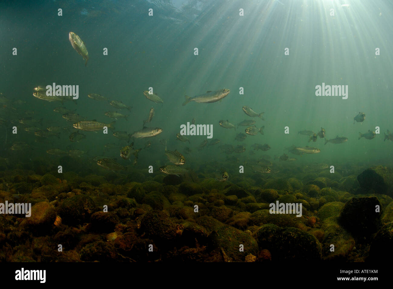 King salmon smolts hi-res stock photography and images - Alamy