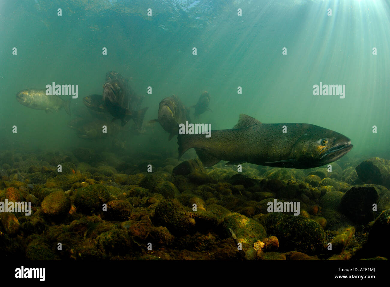 Chinook or King Salmon Oncorhynchus tshawytscha Rogue River Oregon ...