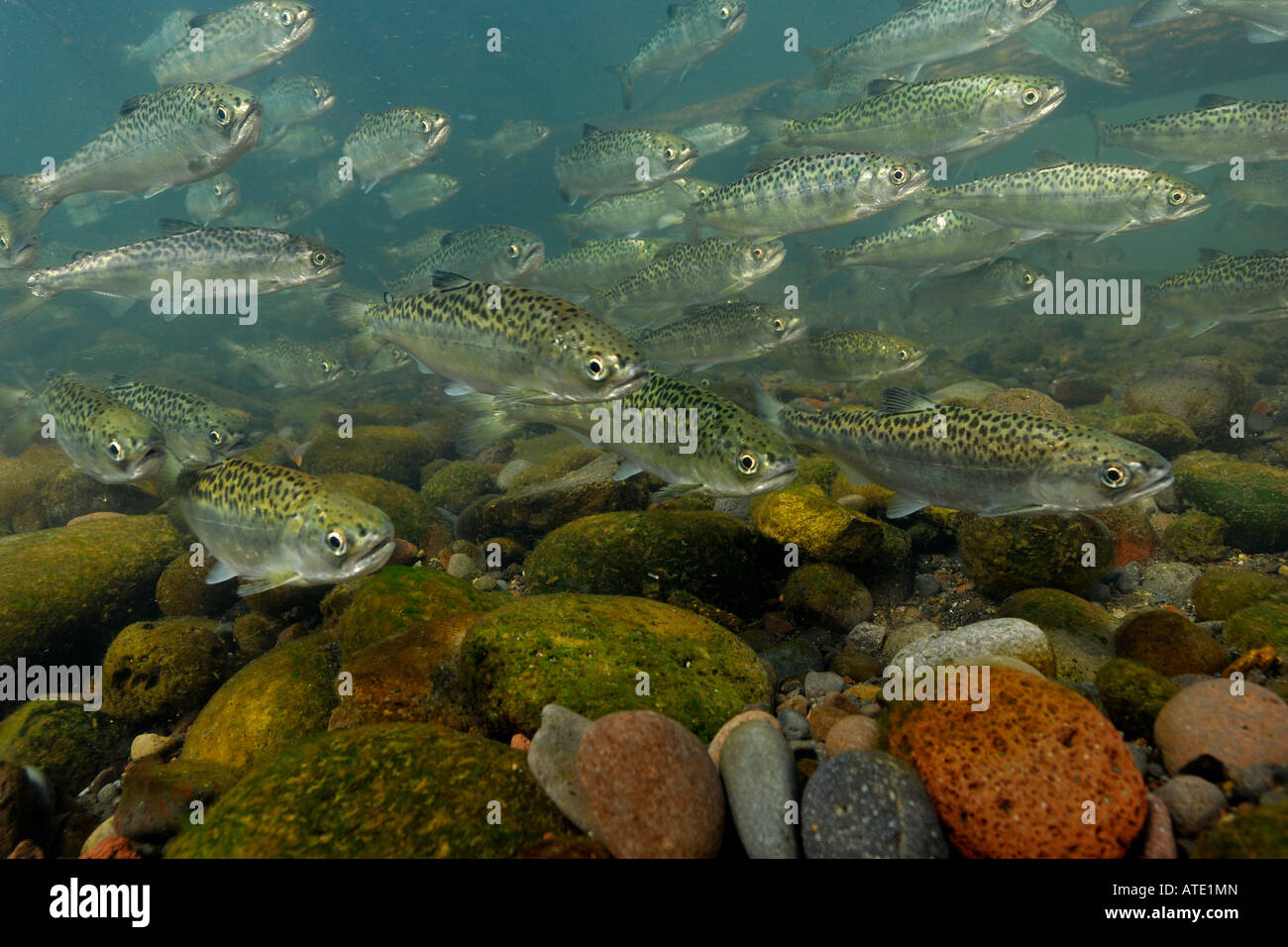 King salmon smolts hi-res stock photography and images - Alamy