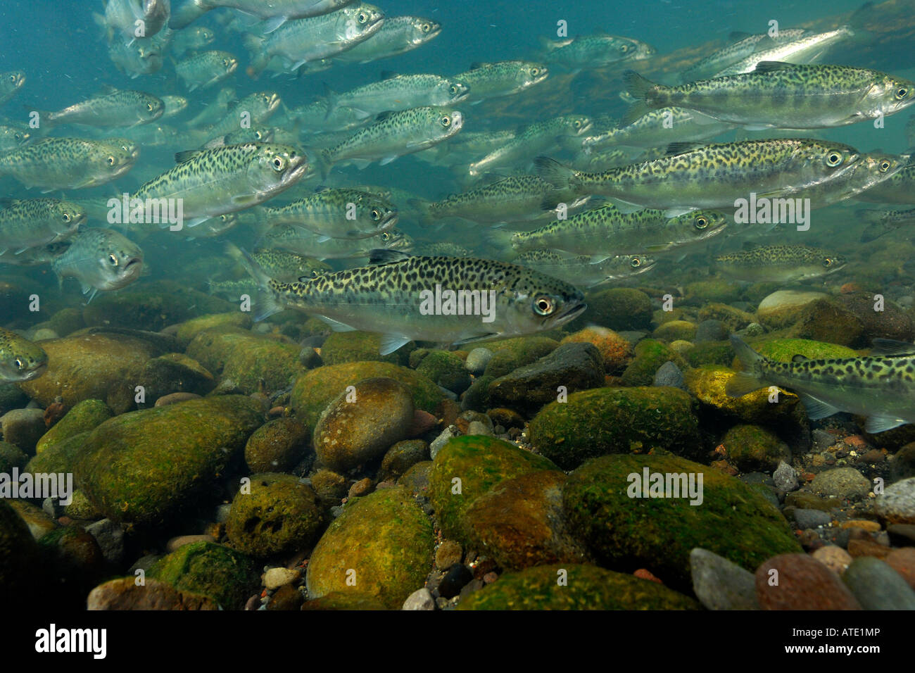 King salmon smolts hi-res stock photography and images - Alamy