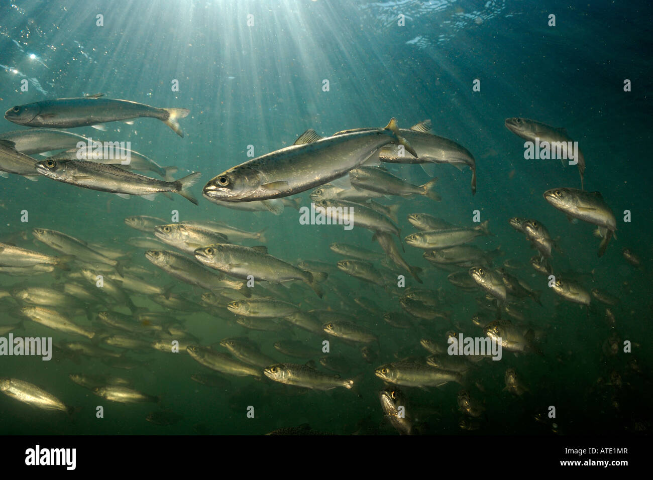 Chinook or King Salmon Oncorhynchus tshawytscha smolts Rogue River ...