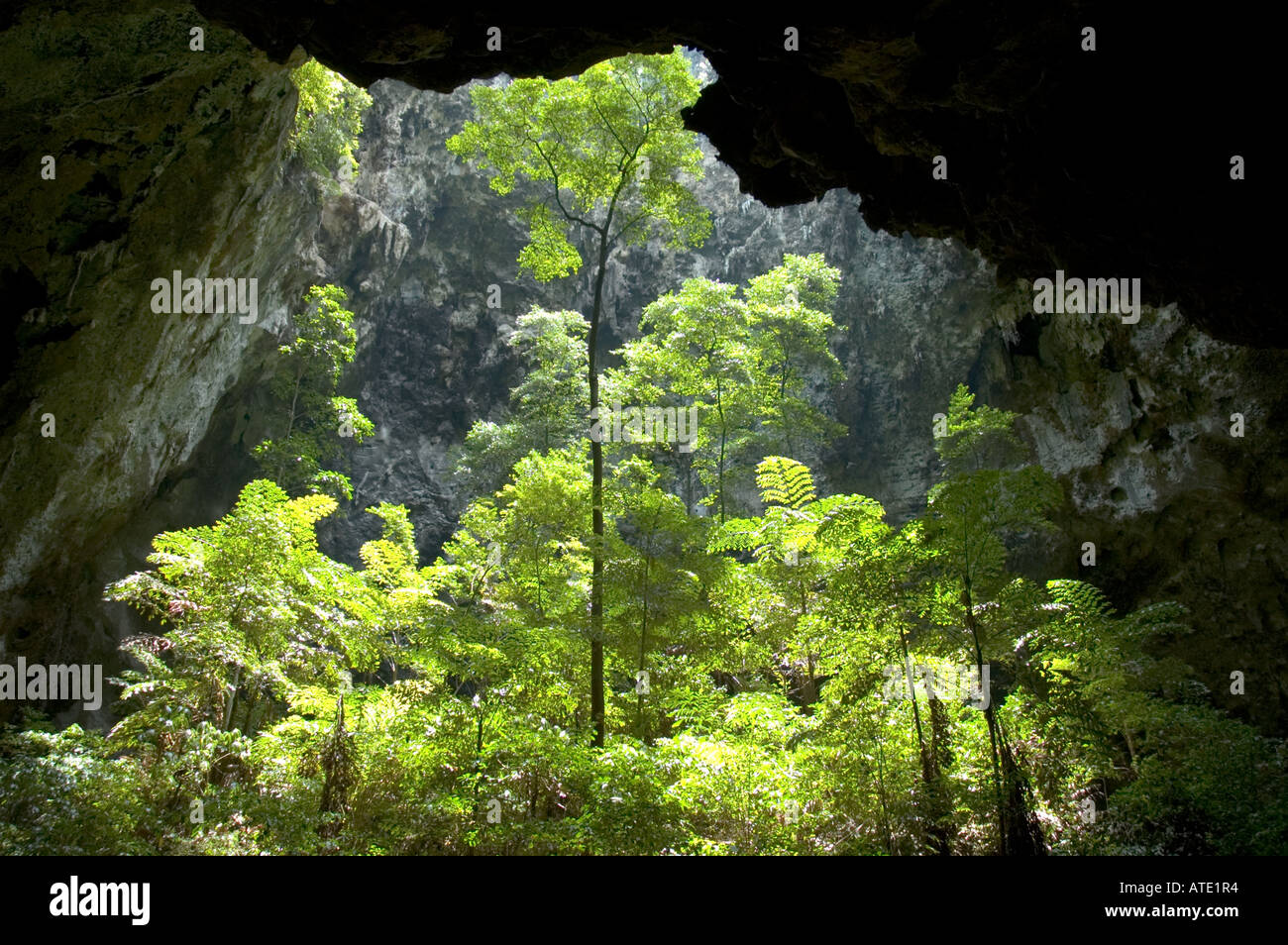 Trees grow in an opening in a lage limestone cave, called wat kow ta ...