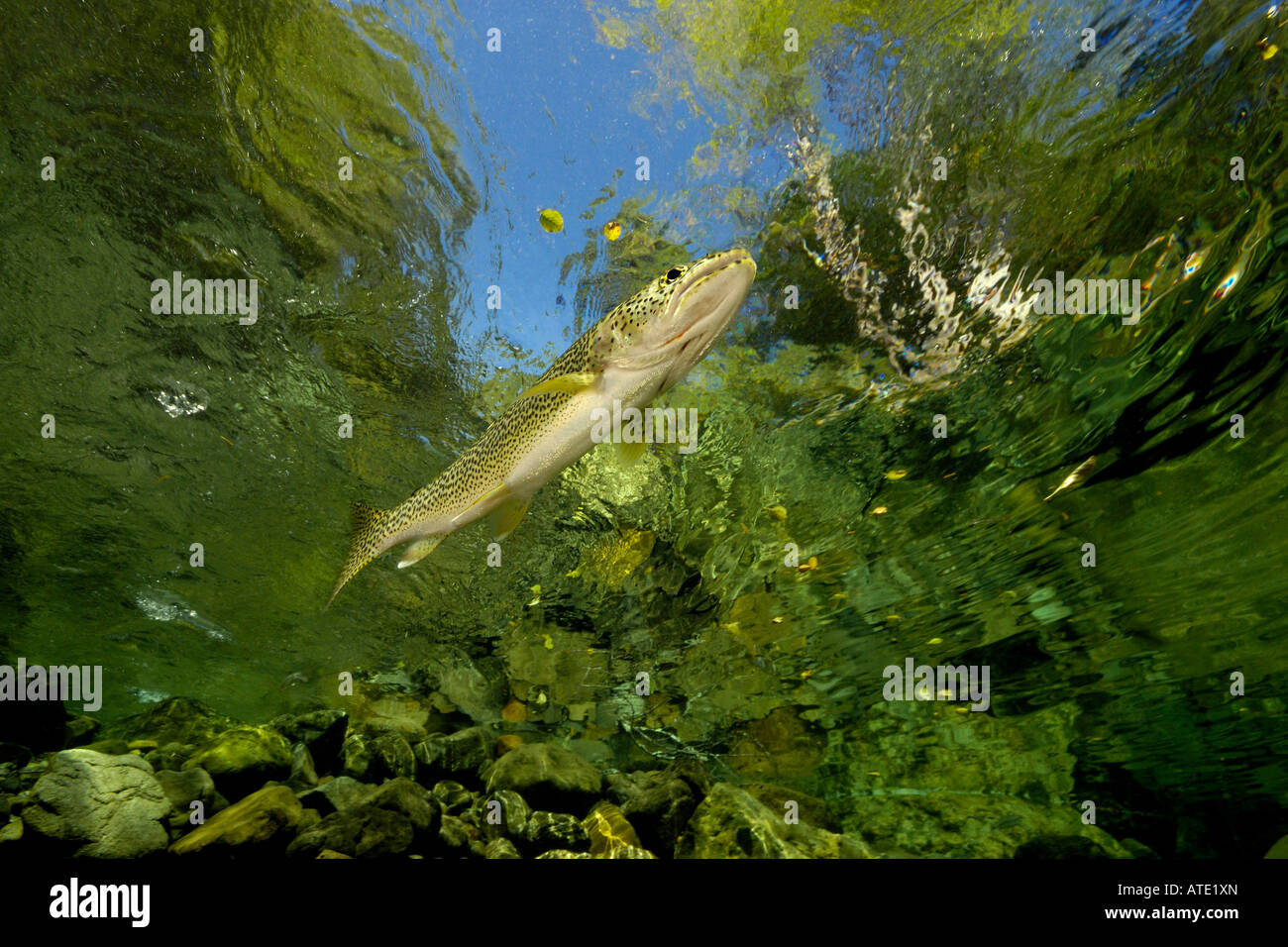 Coastal Cutthroat Trout Oncorhynchus clarki clarki Smith River ...