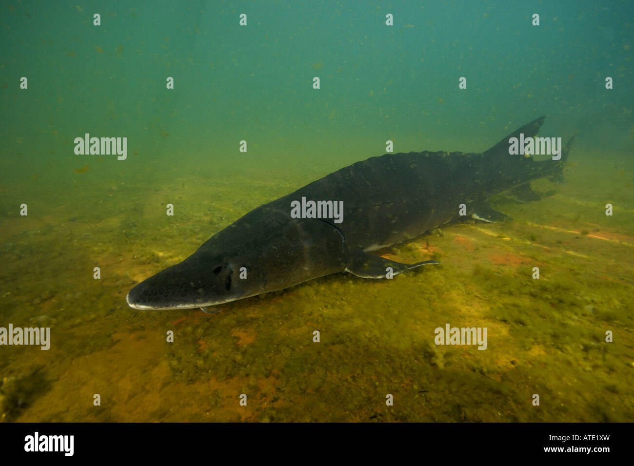 White Sturgeon Acipenser transmontanus Oregon Stock Photo - Alamy