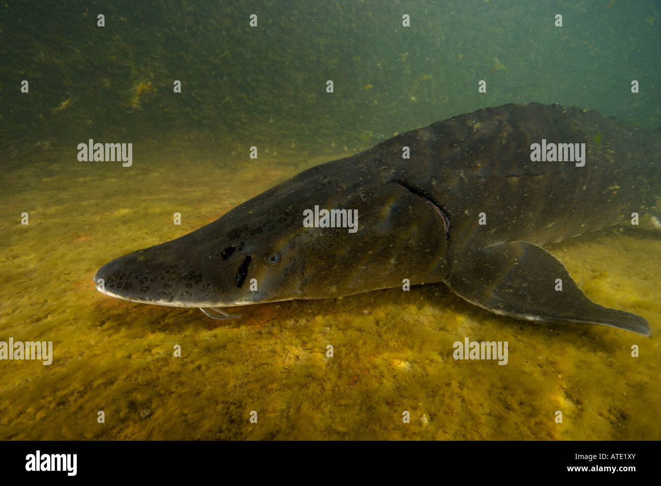 White sturgeon hi-res stock photography and images - Alamy