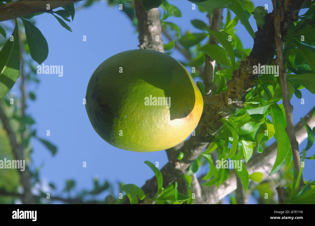 Calabash Fruit Caribbean West Indies St Lucia Stock Photo - Alamy