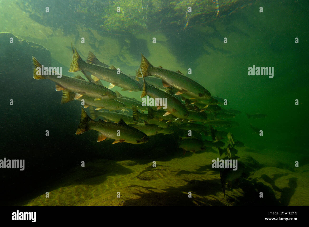 Oregon steelhead underwater hi-res stock photography and images - Alamy