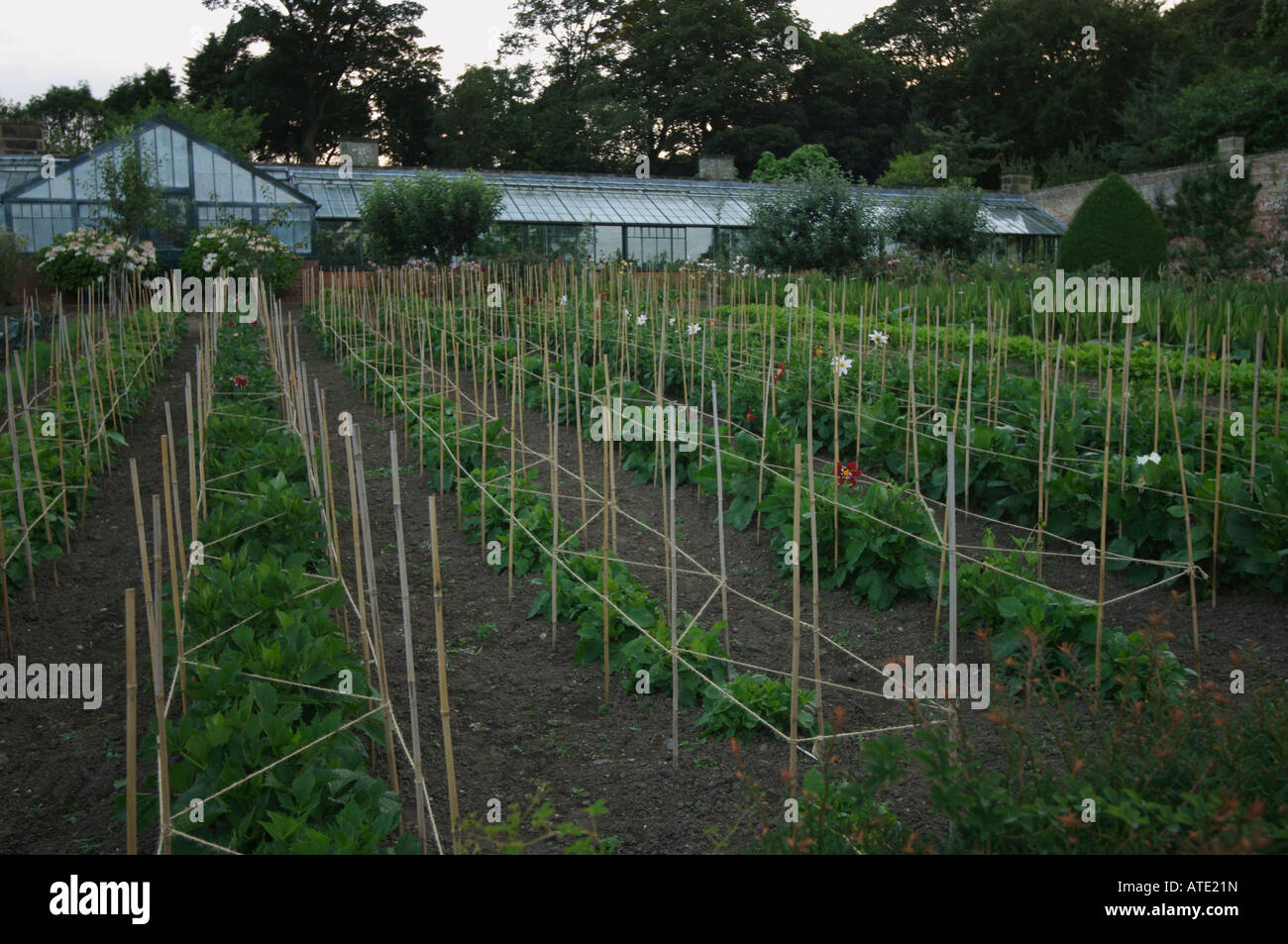 Dahlias just planted in rows Stock Photo - Alamy