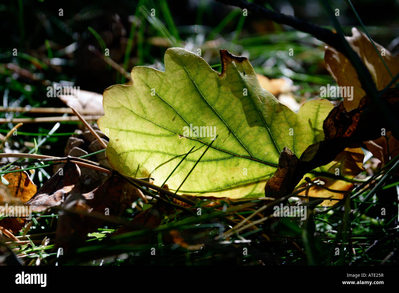 Autumn leaf in direct light Stock Photo - Alamy