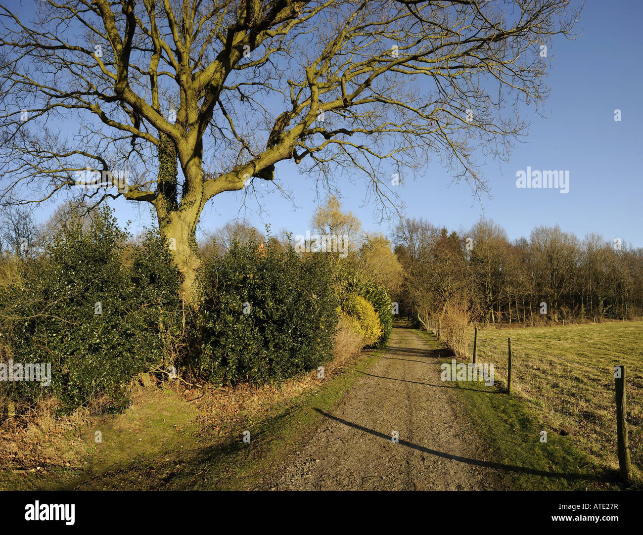 A footpath through woodland between trees Stock Photo - Alamy
