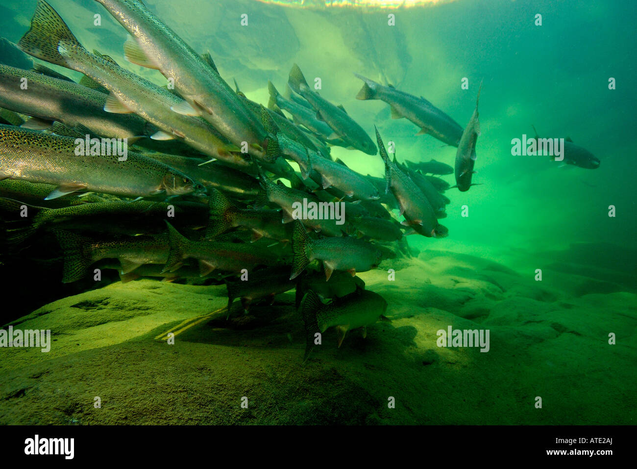 Oregon steelhead underwater hi-res stock photography and images - Alamy