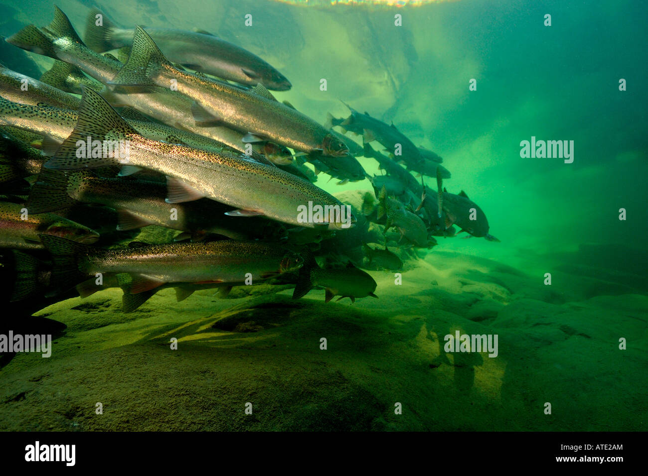 Oregon steelhead underwater hi-res stock photography and images - Alamy