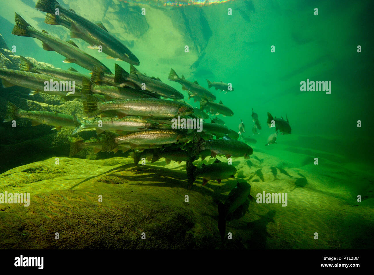 Oregon steelhead underwater hi-res stock photography and images - Alamy