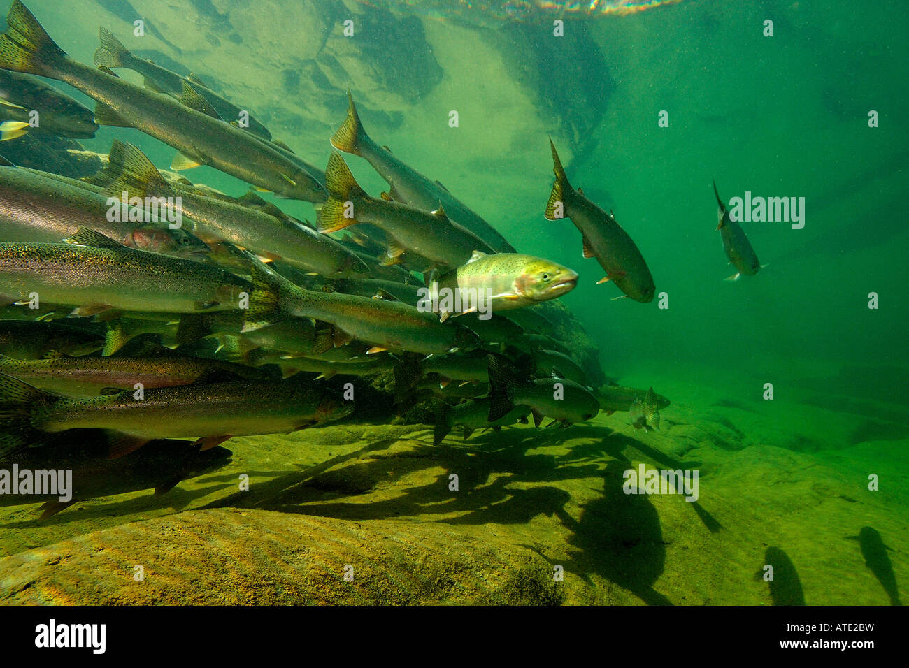 Oregon steelhead underwater hi-res stock photography and images - Alamy