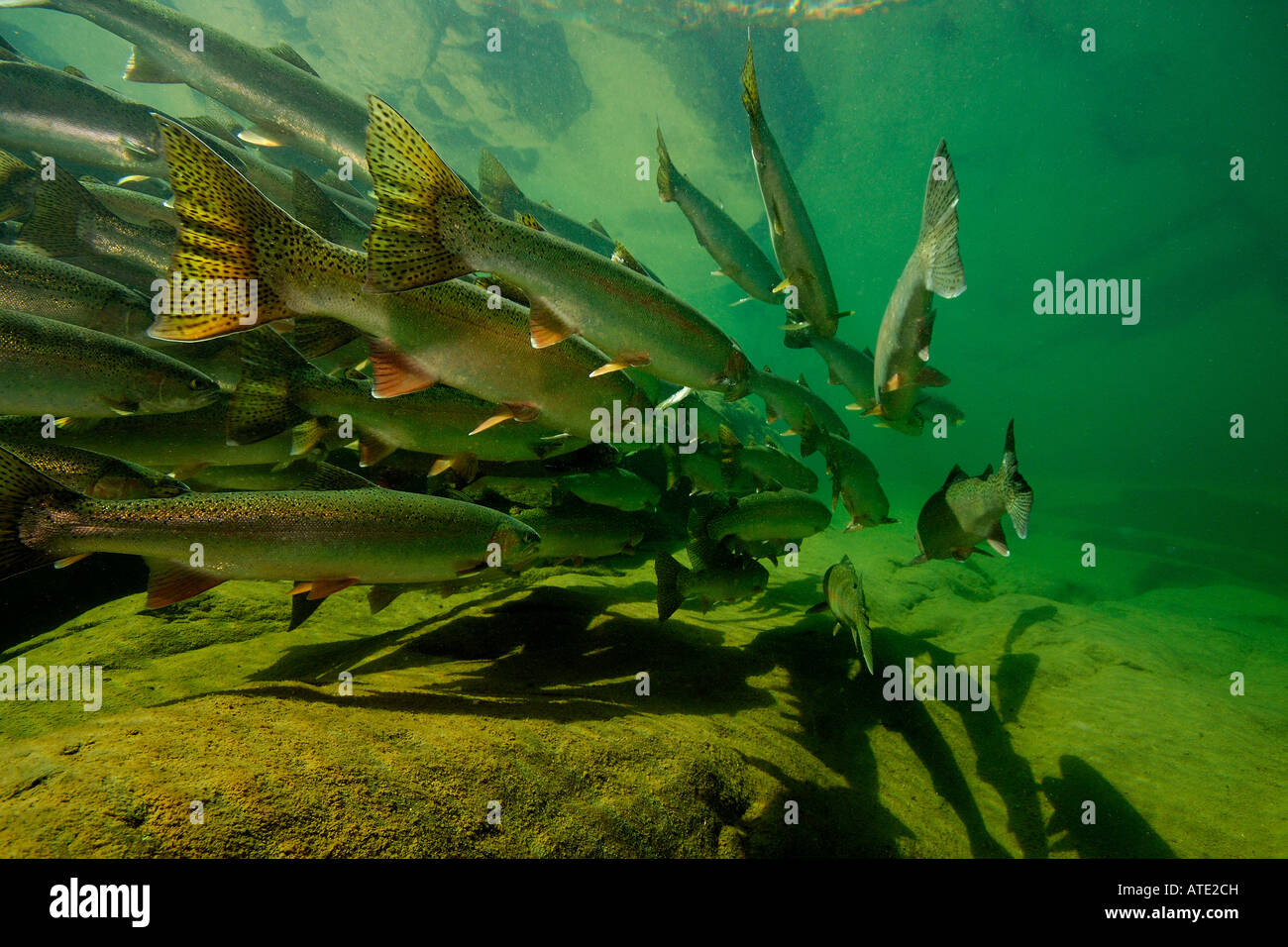 Oregon steelhead underwater hi-res stock photography and images - Alamy
