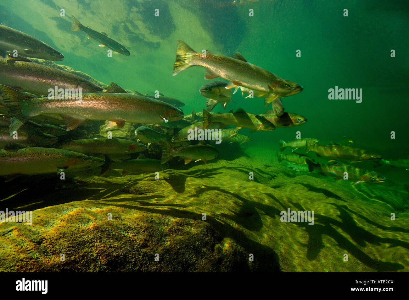Oregon steelhead underwater hi-res stock photography and images - Alamy