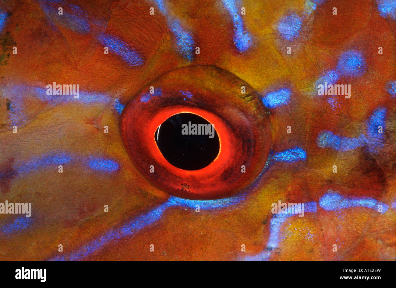 Grouper eye hi-res stock photography and images - Alamy