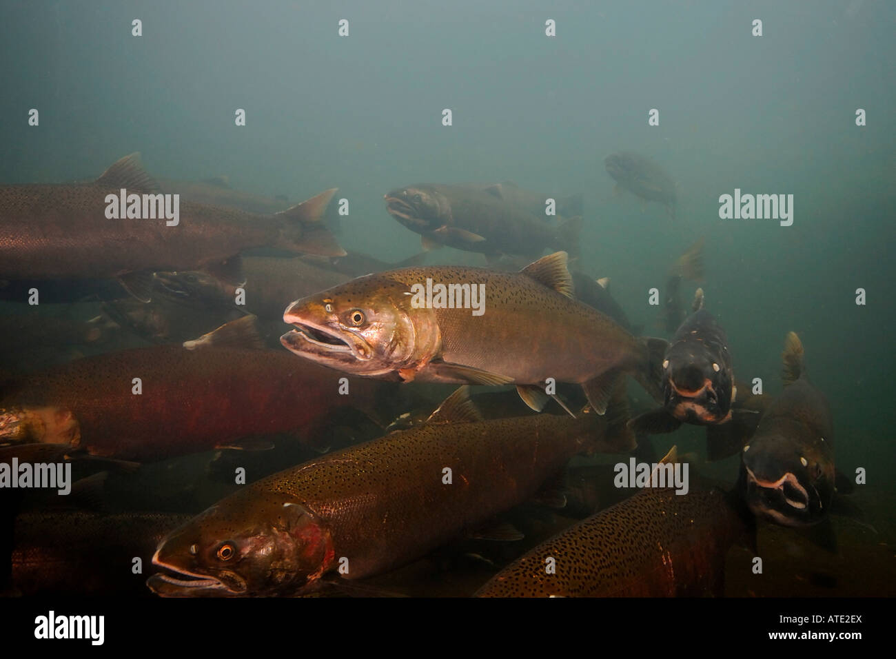 Coho or Silver Salmon Oncorhynchus kisutch Rogue River Oregon Stock ...