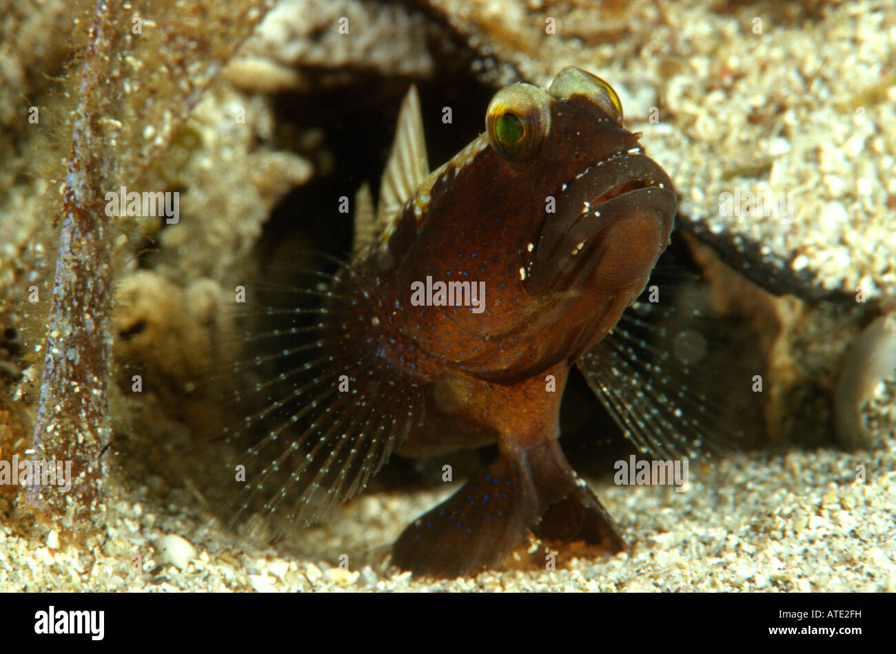 Black sea goby hi-res stock photography and images - Alamy